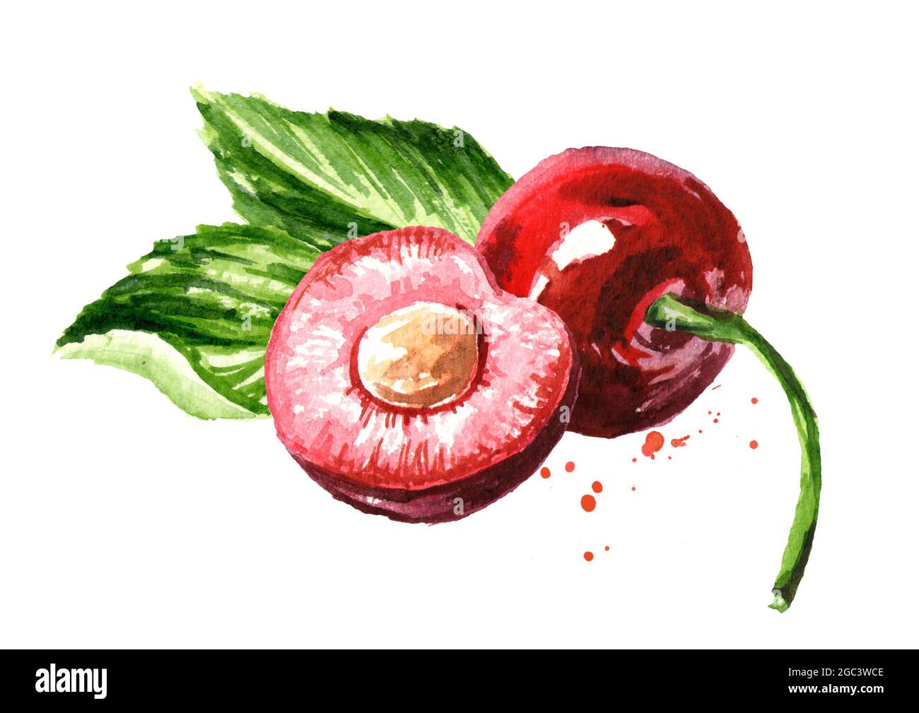 Fresh ripe red cherries watercolor hand drawn illustration isolated on ...