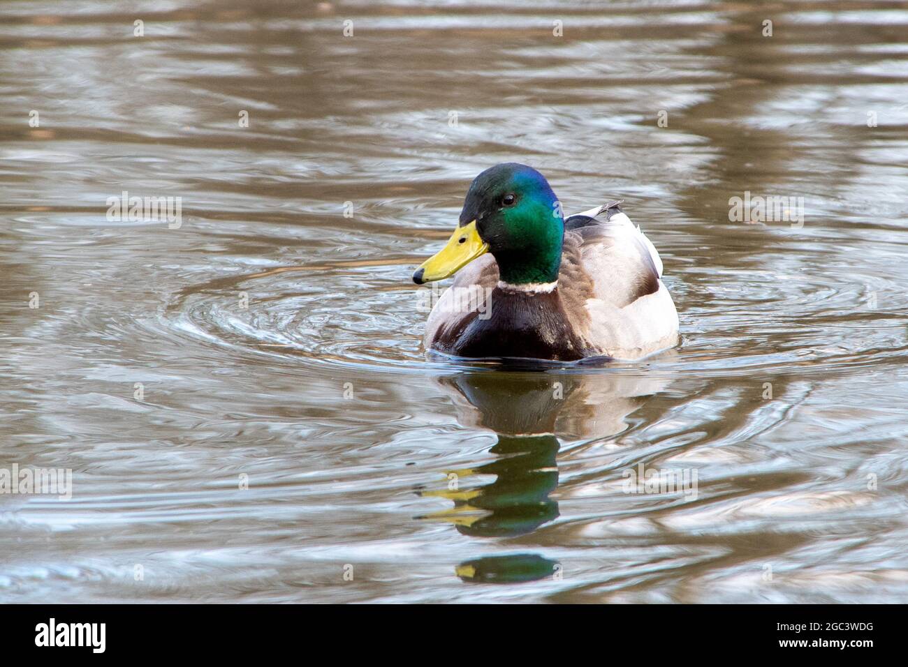 Drake duck bird on water hi-res stock photography and images - Alamy