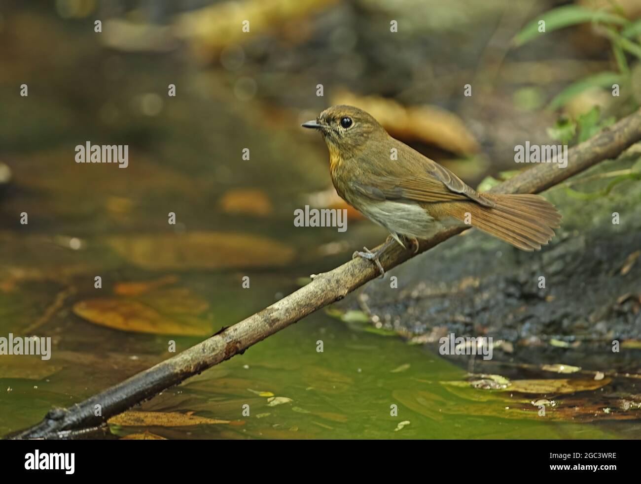 Blue-throated Blue-flycatcher (Cyornis rubeculoides) adult female ...