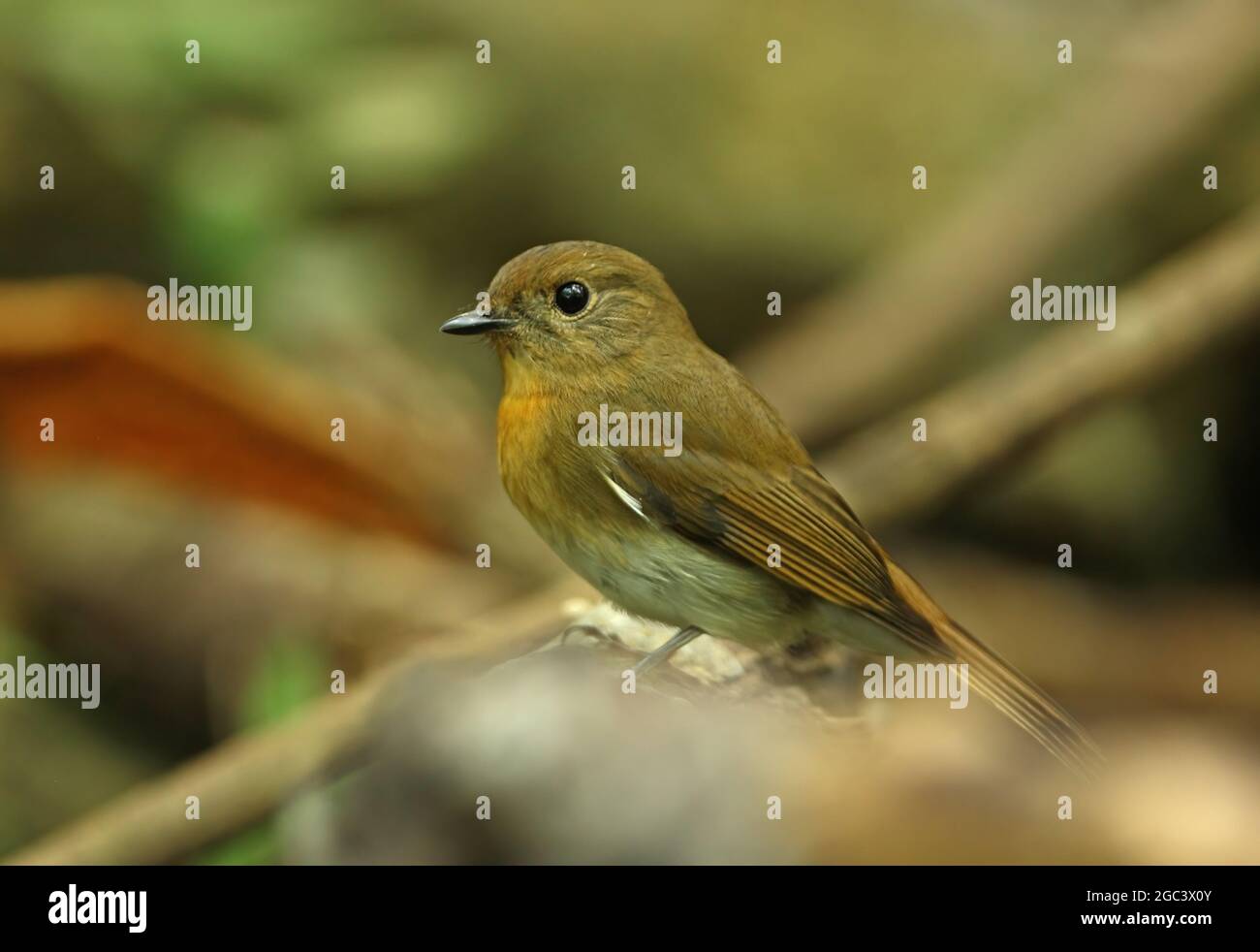 Blue-throated Blue-flycatcher (Cyornis rubeculoides) adult female ...