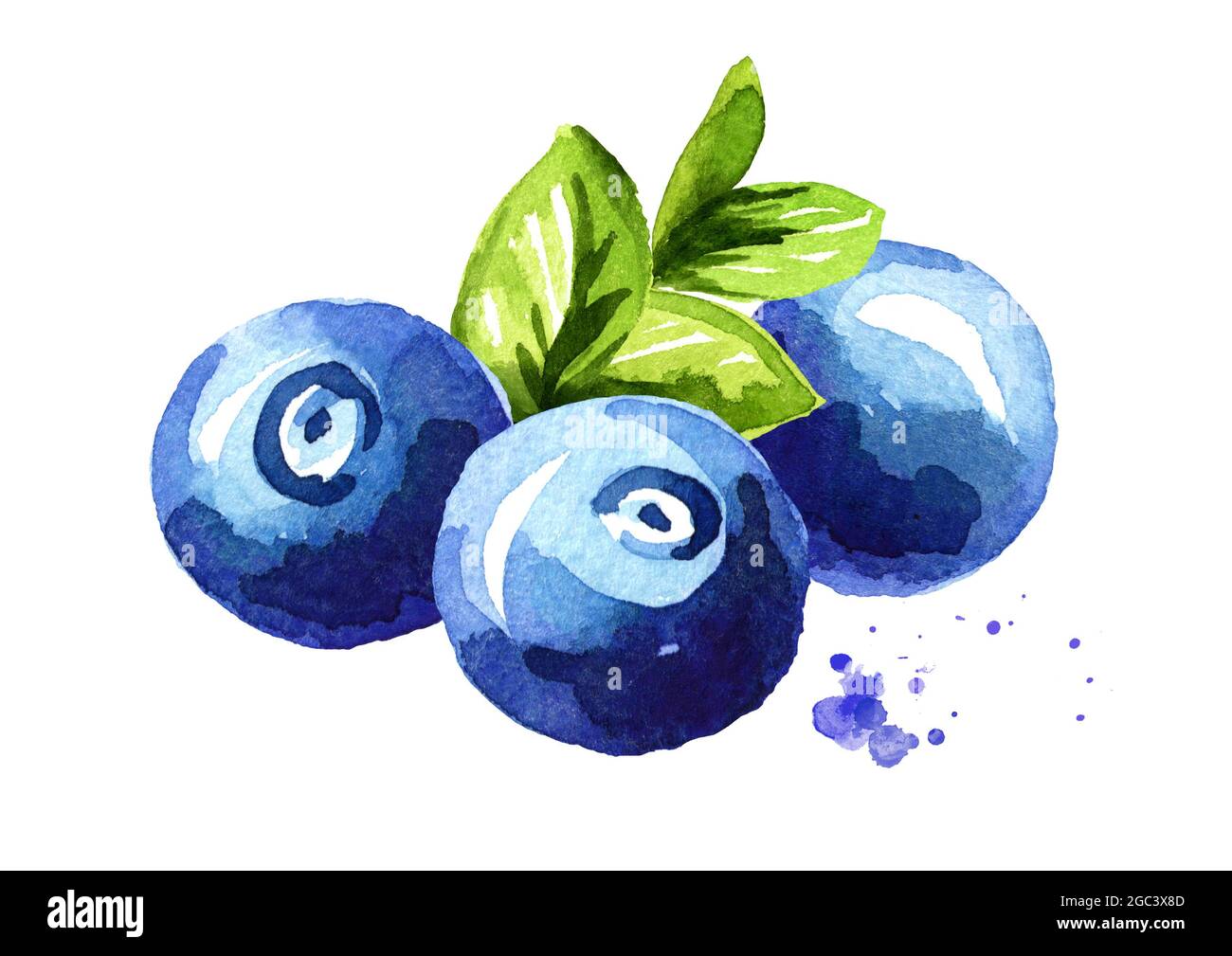 Blueberry composition. Fresh berries with leaves. Hand drawn watercolor ...
