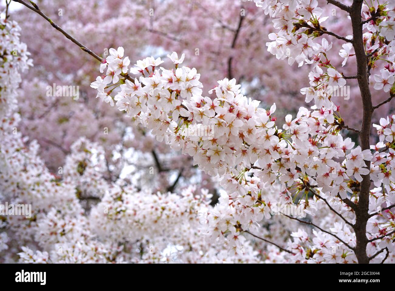 Billowy pink blossoms of a sakura cherry prunus tree in spring Stock ...