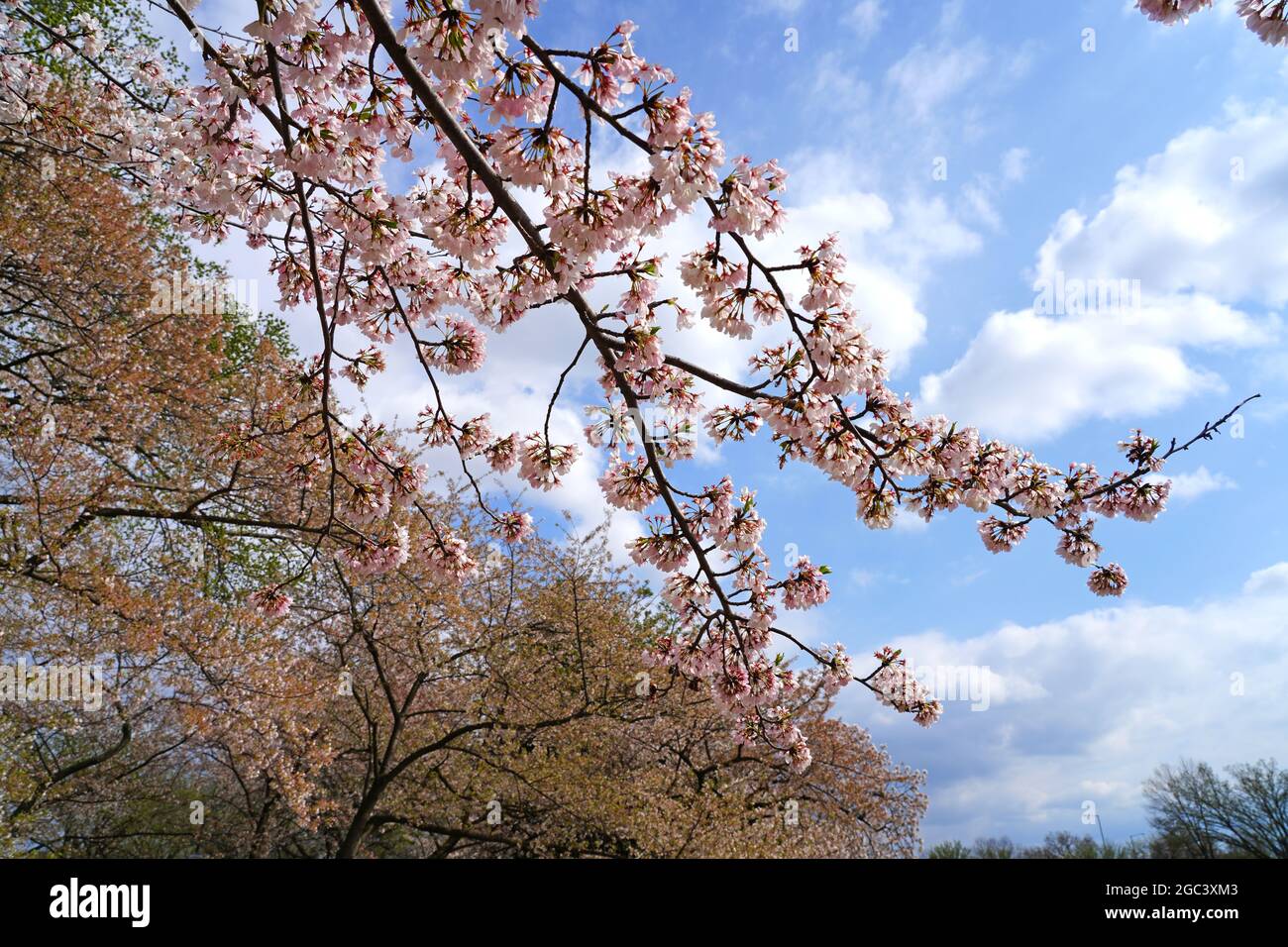 Billowy pink blossoms of a sakura cherry prunus tree in spring Stock ...