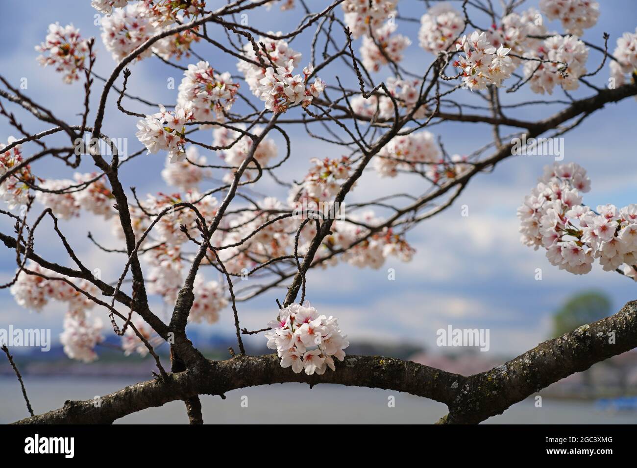 Billowy pink blossoms of a sakura cherry prunus tree in spring Stock ...