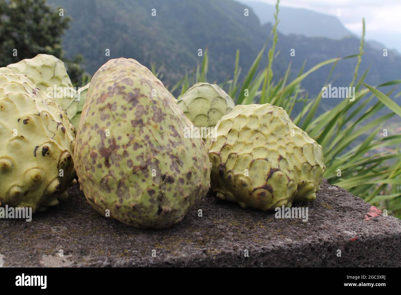Anona hi-res stock photography and images - Alamy