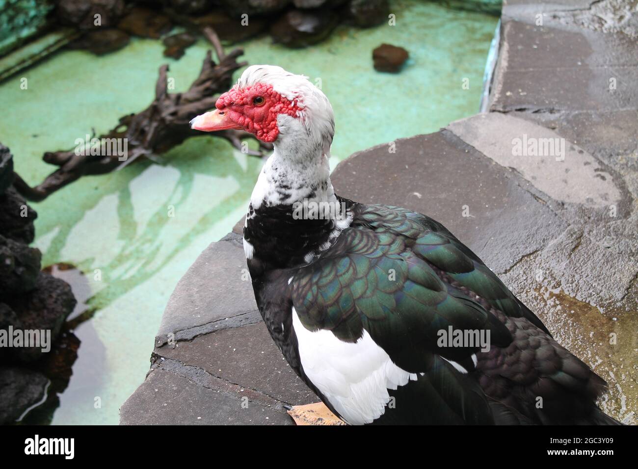 Patos, Ducks, Aves, Anatidae, Isla de Madeira, Madeira Island, Ilha da ...