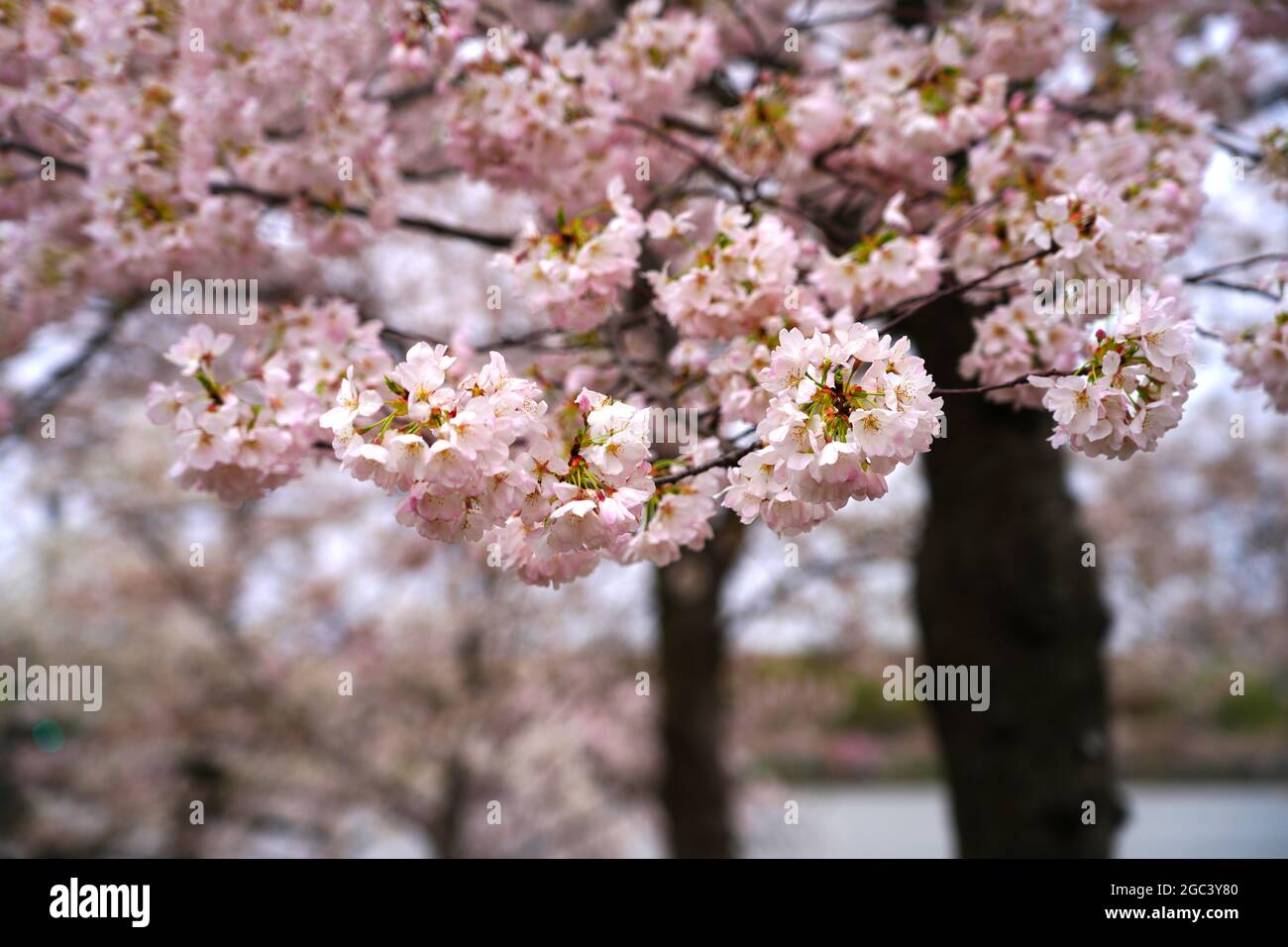 Billowy pink blossoms of a sakura cherry prunus tree in spring Stock ...