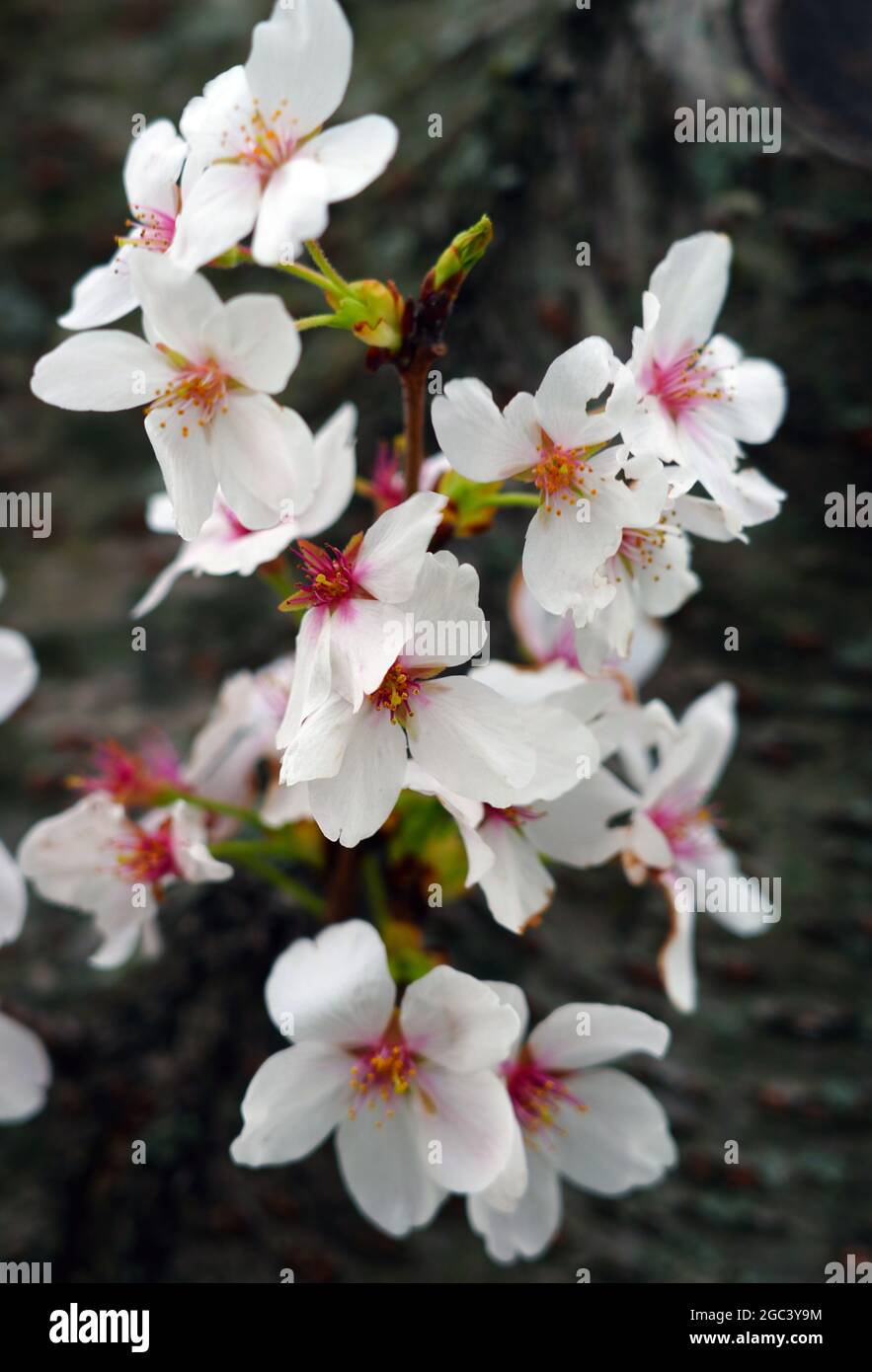 Billowy pink blossoms of a sakura cherry prunus tree in spring Stock ...