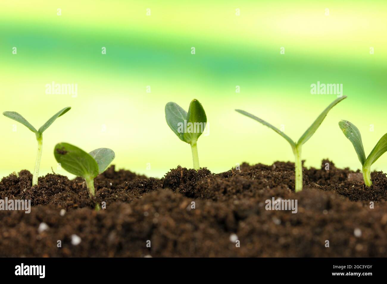Green seedling growing from soilon bright background Stock Photo - Alamy