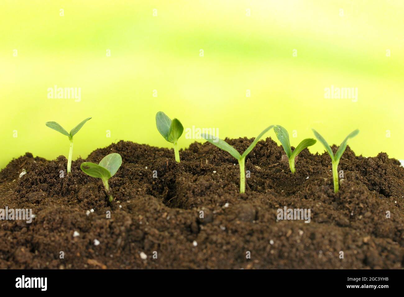 Green seedling growing from soilon bright background Stock Photo - Alamy