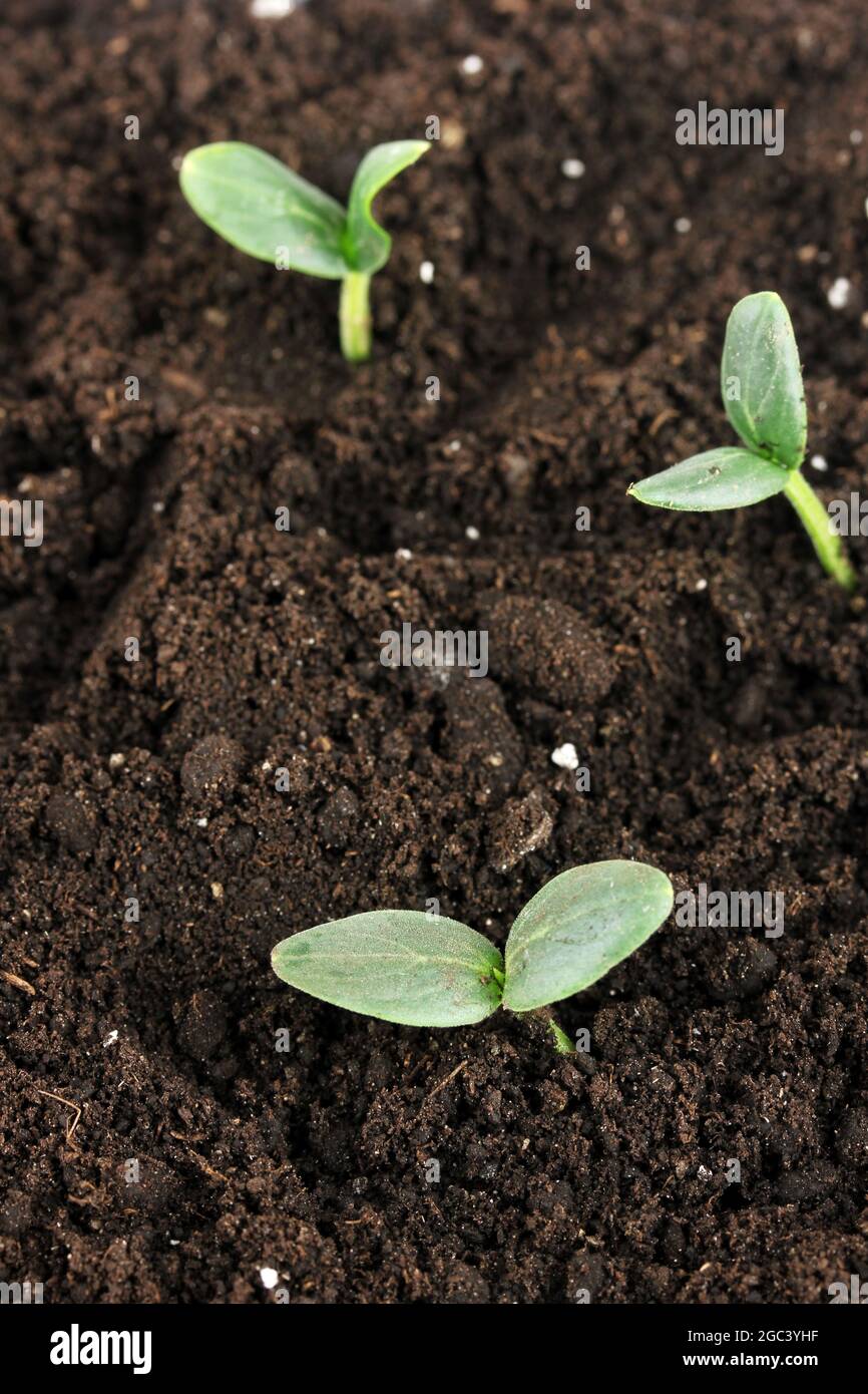 Green seedling growing from soil close-up Stock Photo - Alamy