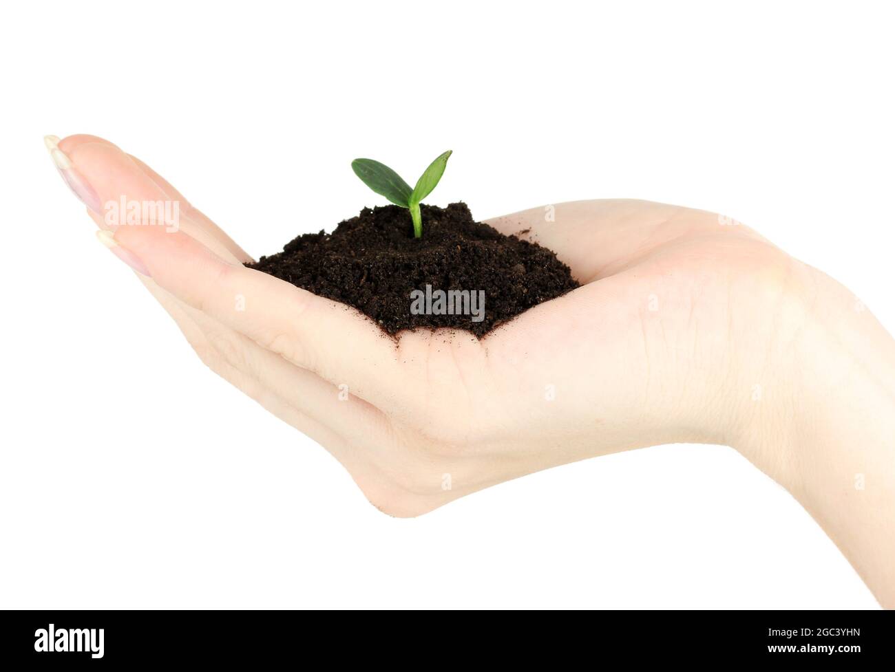Green seedling growing from soilin hand Stock Photo - Alamy