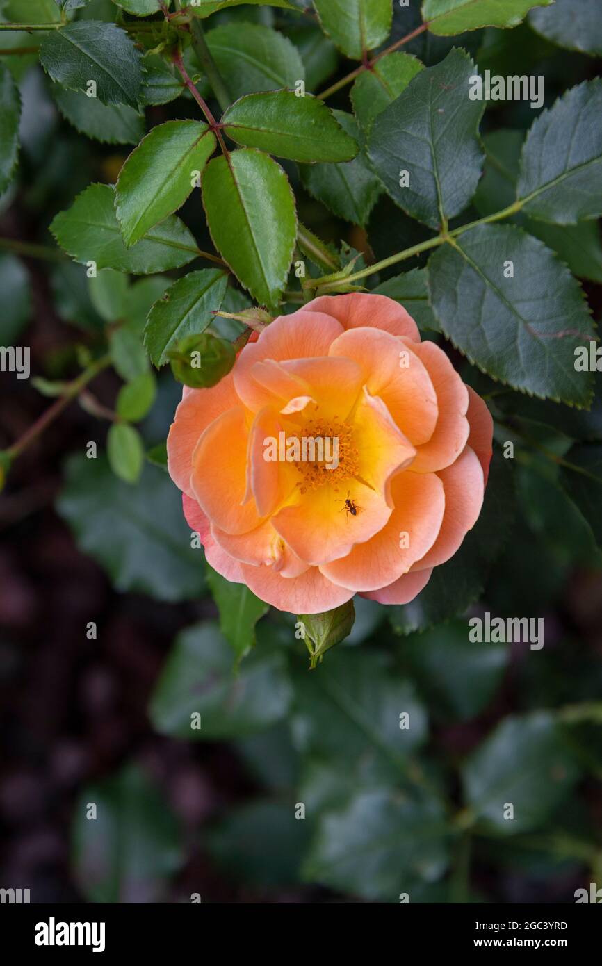 rose flower, Stresa, Lake Maggiore, Piemont, Italy Stock Photo - Alamy