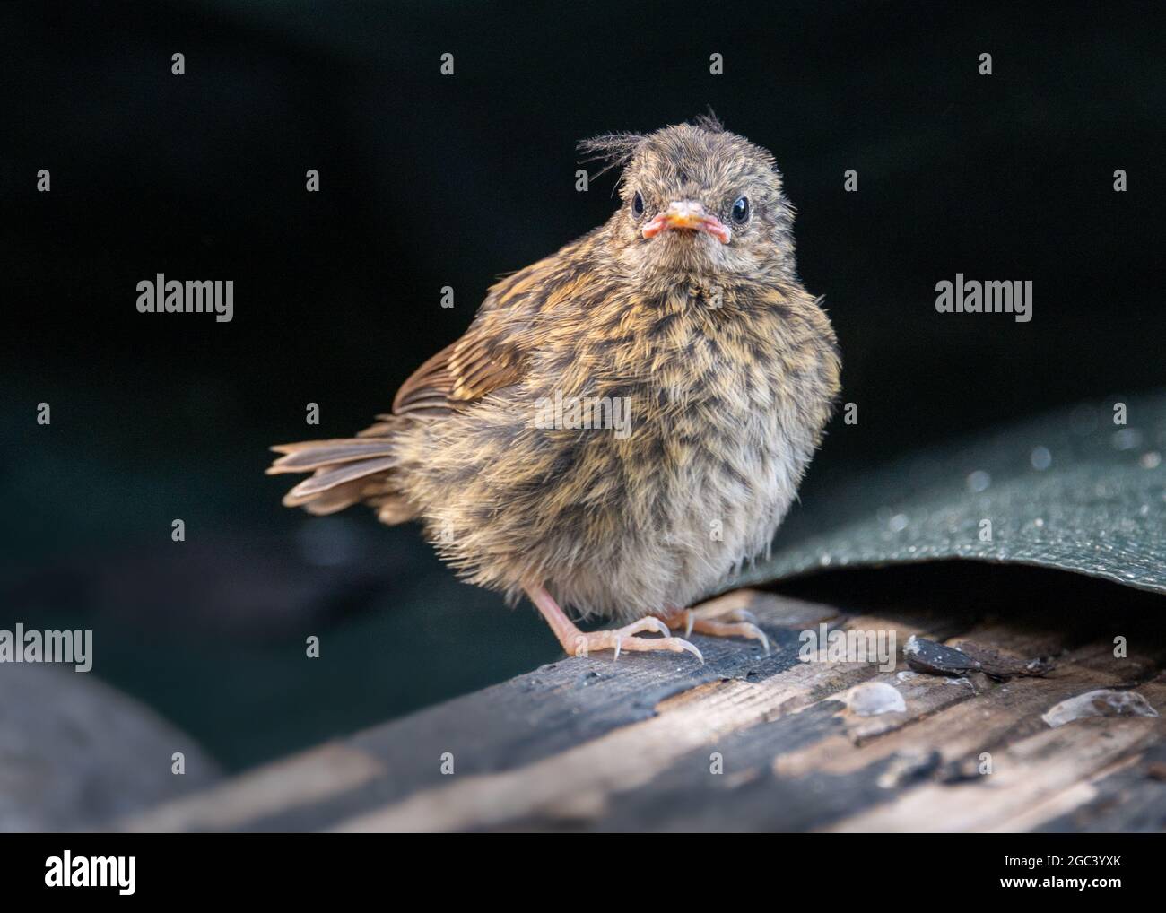 Baby dunnock hi-res stock photography and images - Alamy