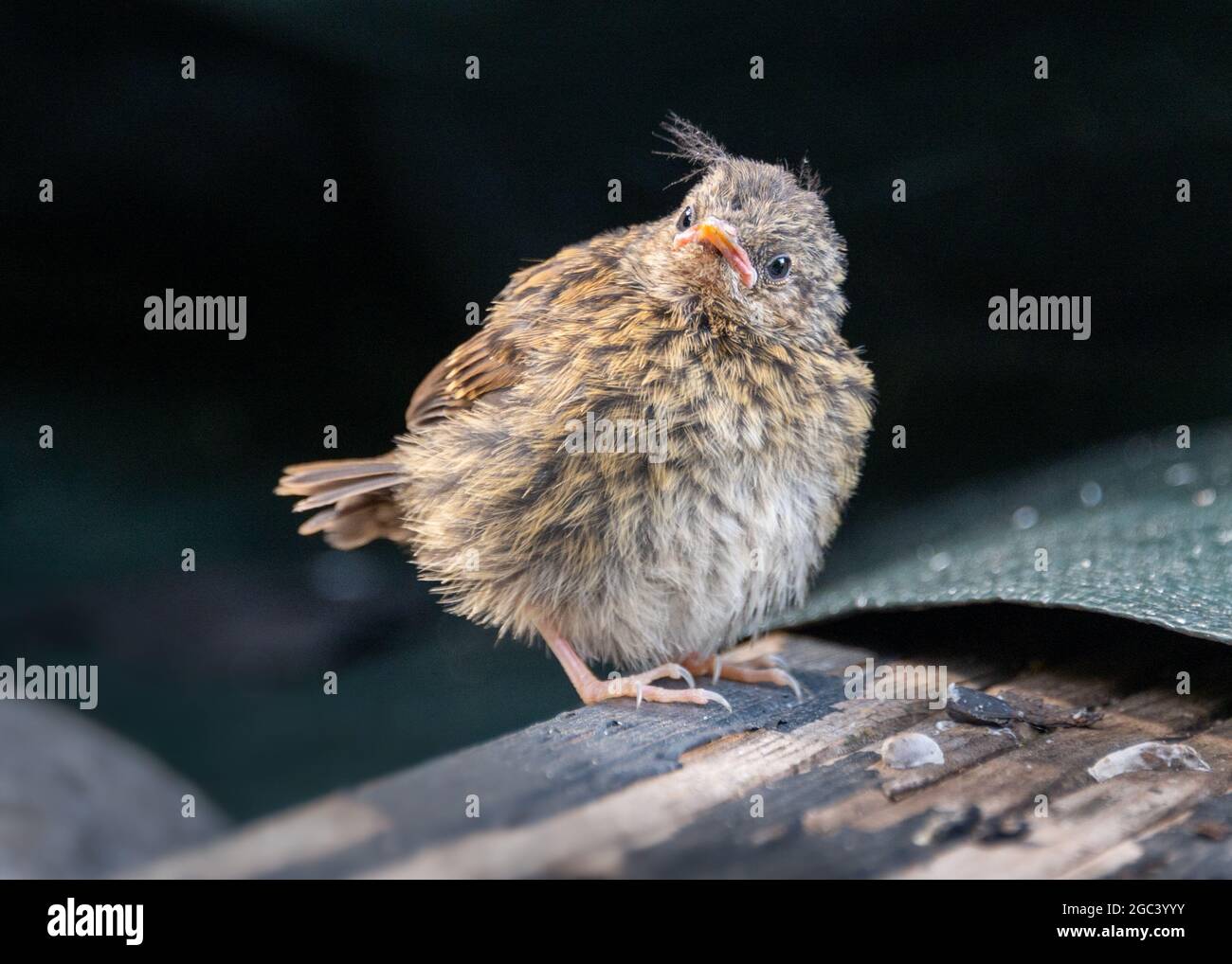 Baby dunnock hi-res stock photography and images - Alamy