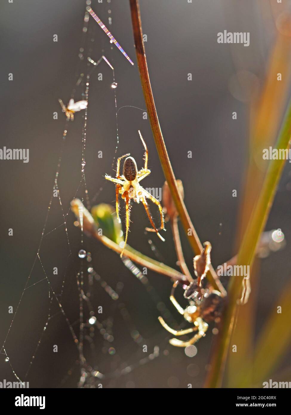 2 backlit spiders in haphazard web of sticky silk with tiny trapped ...