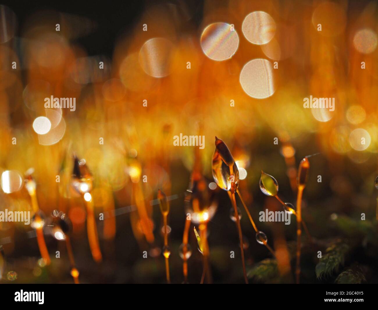 Magic of moss - macro - fantastic creative image of the tiny world of ...