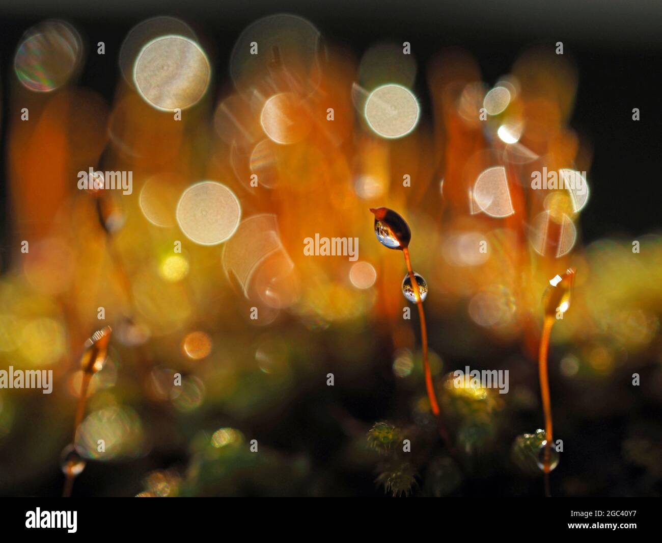 Magic of moss - macro - fantastic creative image of the tiny world of ...
