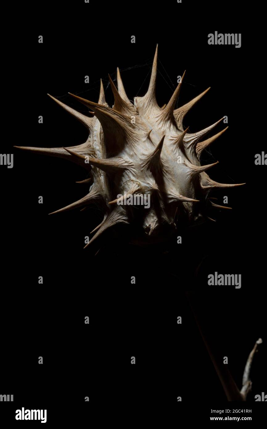 Spiky seed pod hi-res stock photography and images - Alamy