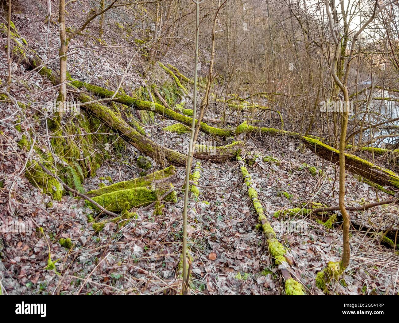 Entangled cenery near river Jagst in Hohenlohe, a district in Southern ...