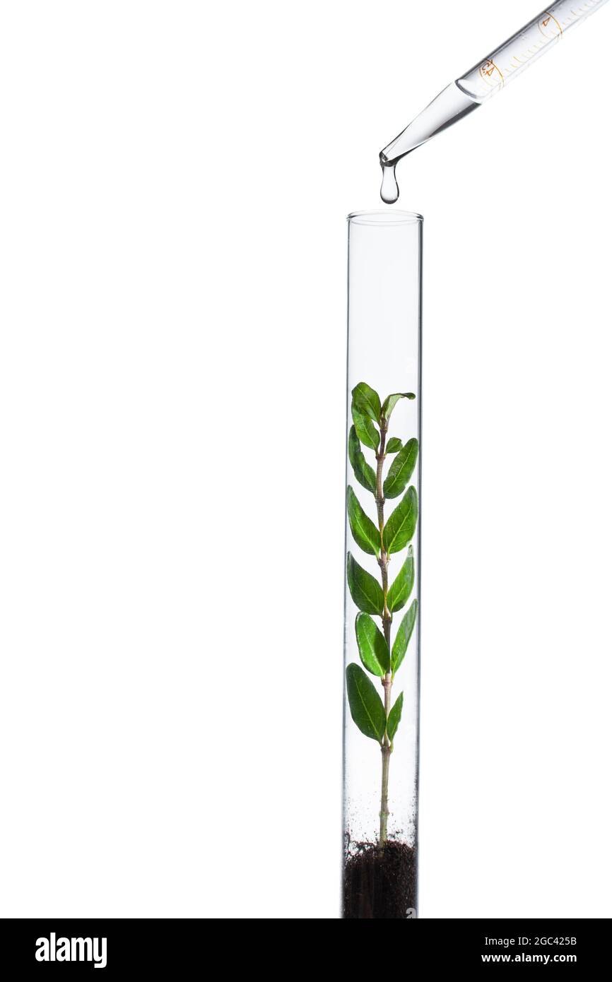 Test tube with herb for organic natural cosmetics. Alternative medicine ...
