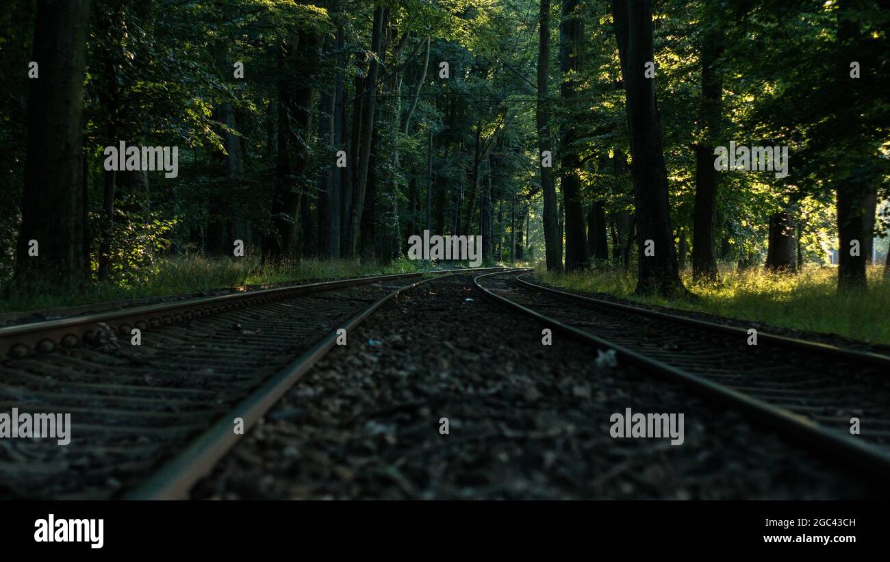 Diminishing view of railroad tracks running through the forest Stock ...