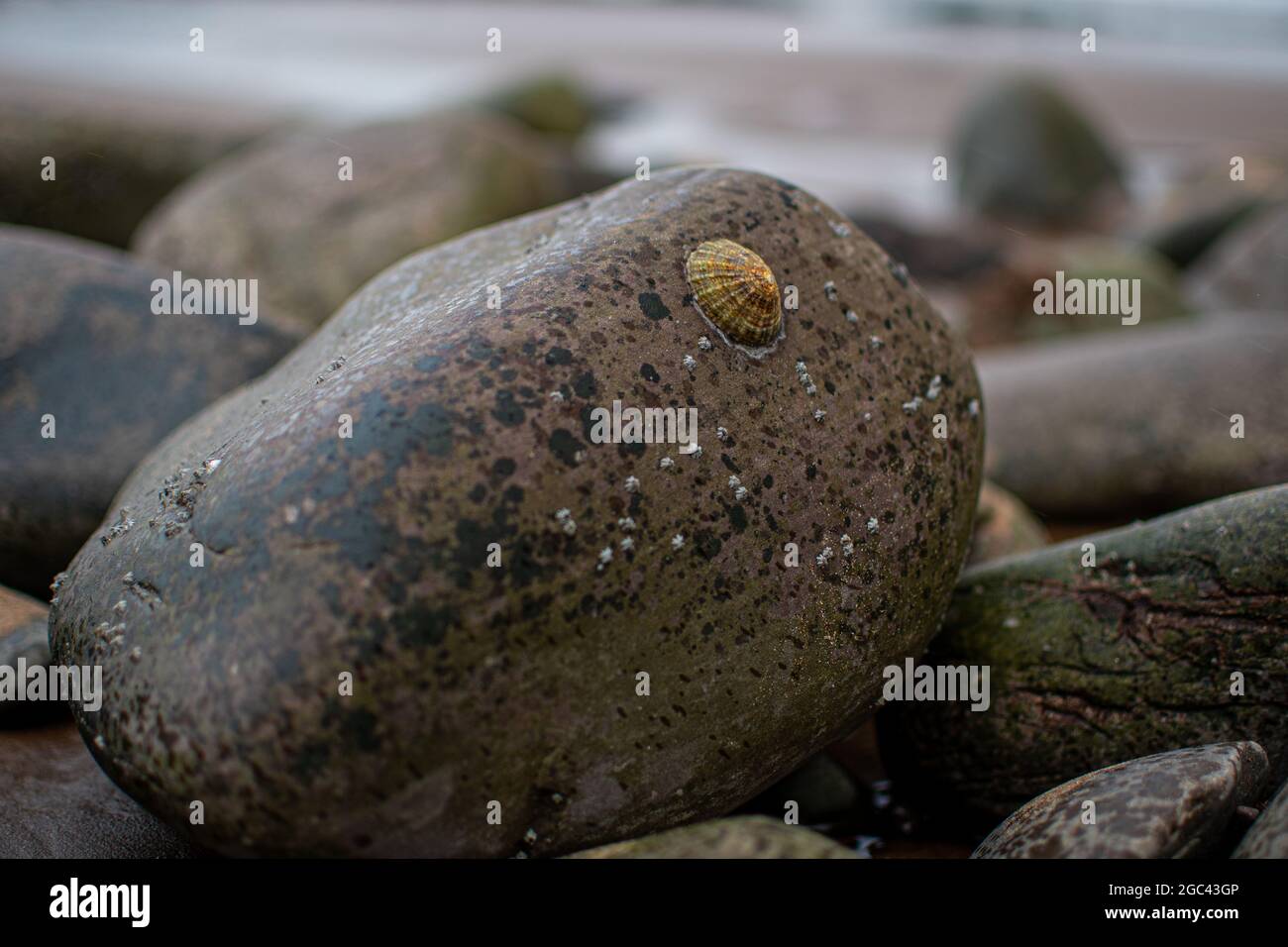 Pebble with shell attached Stock Photo - Alamy