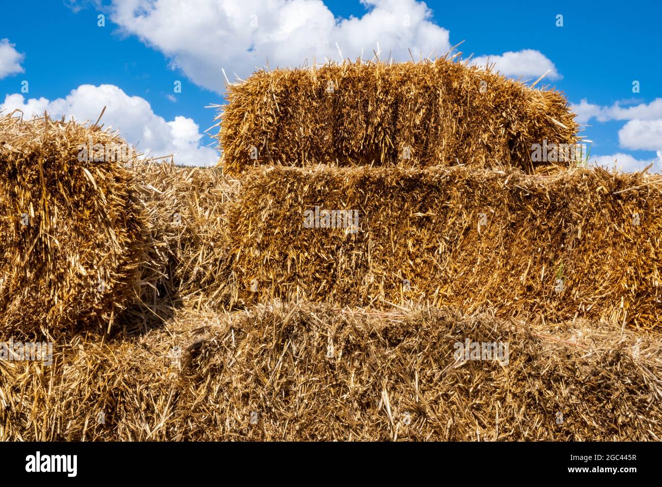 Haystacks on farm, Colorado, USA Stock Photo - Alamy