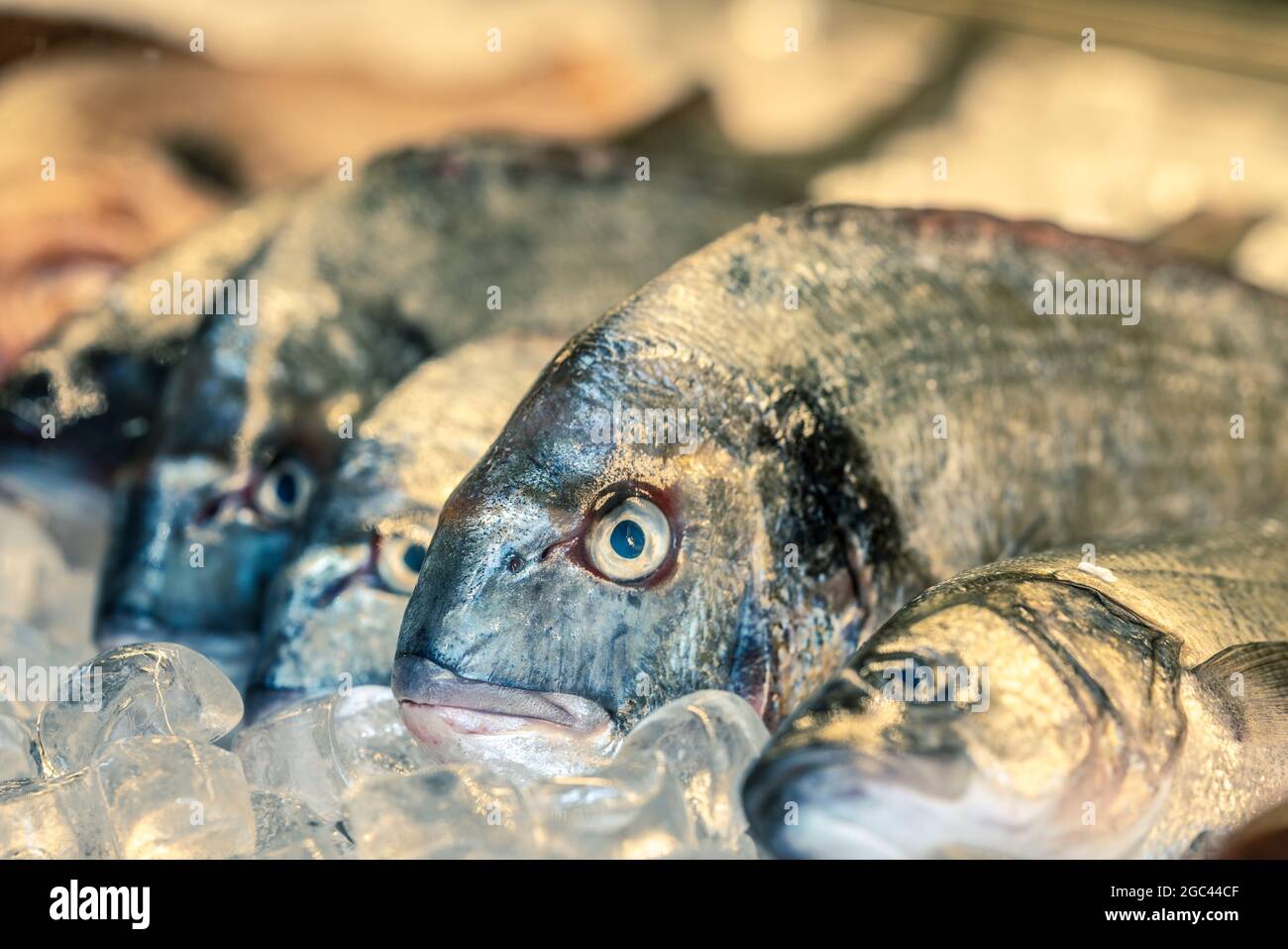 Fich hi-res stock photography and images - Alamy
