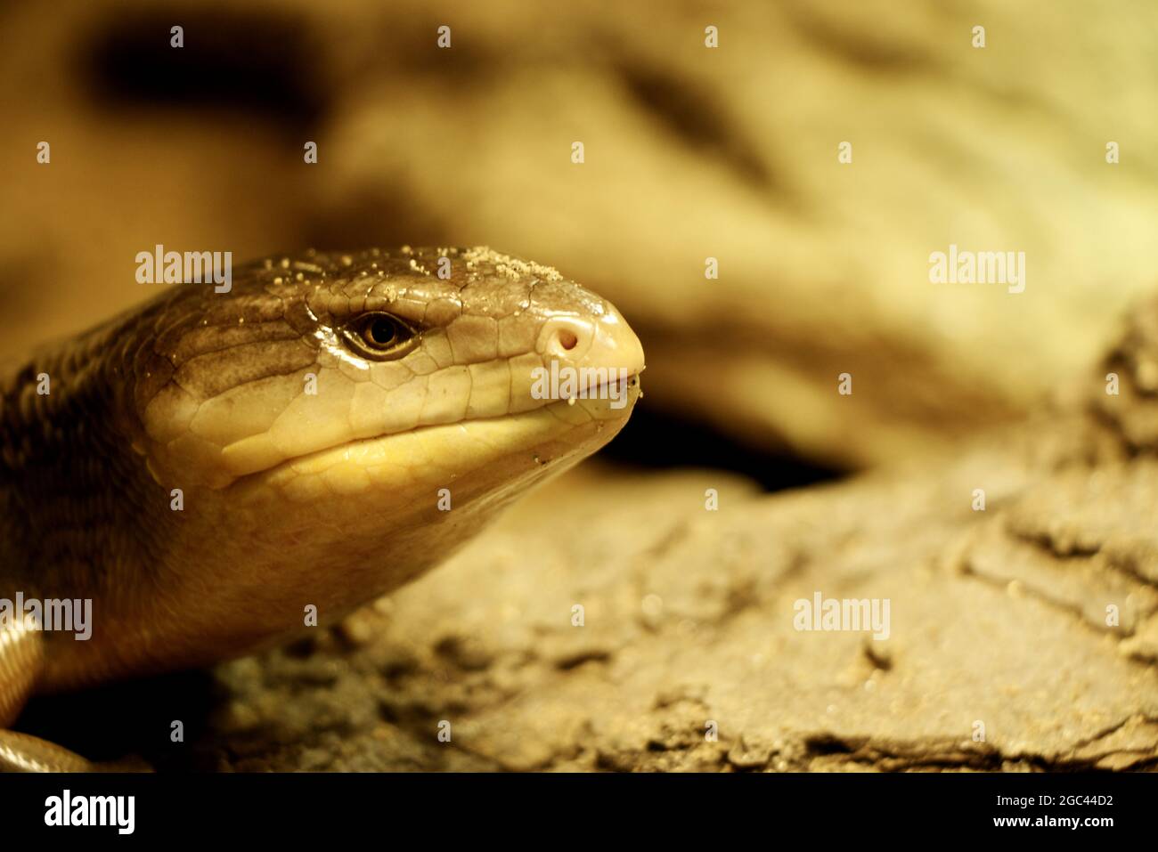 Warrens galliwasp hi-res stock photography and images - Alamy