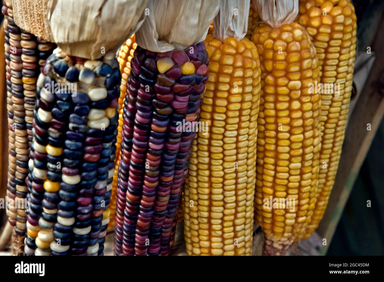 Field and Indian corn autumn decorations Stock Photo - Alamy