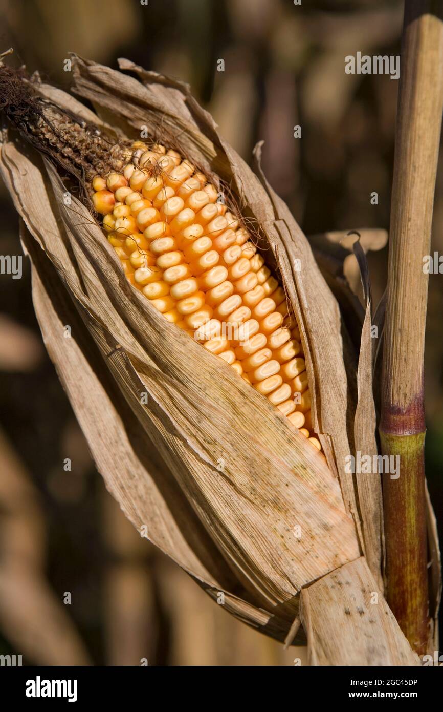 Sheath of corn hi-res stock photography and images - Alamy