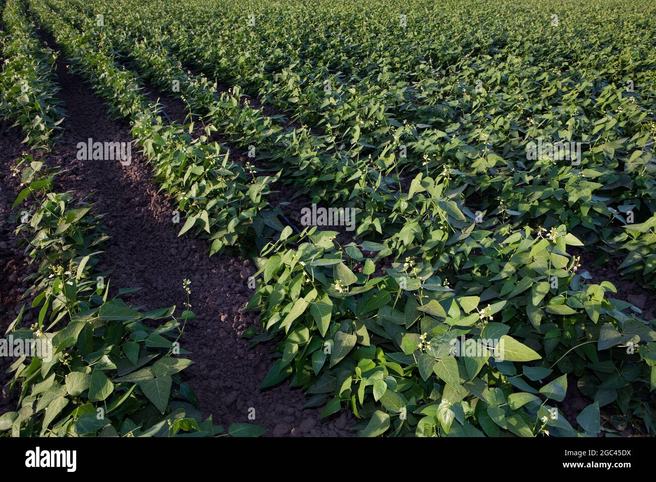 Field of green beans plants in Camarillo CA Stock Photo - Alamy
