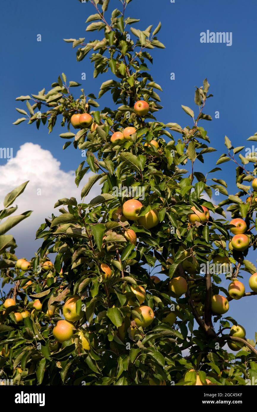 Suncrisp apple tree in orchard Stock Photo - Alamy