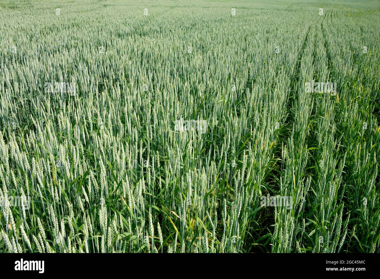 A wheat field in rural Indiana Stock Photo - Alamy