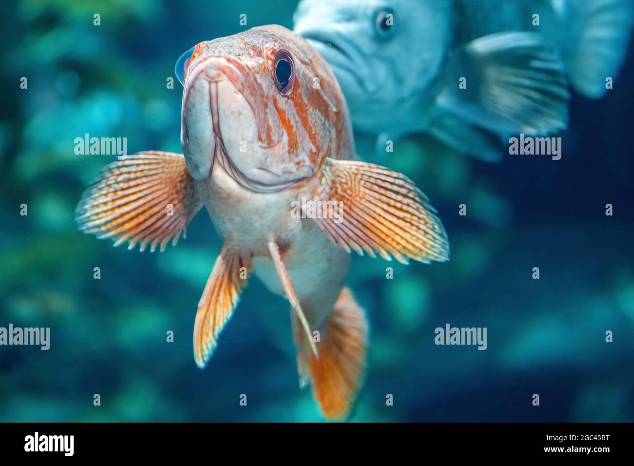 Rockfish hi-res stock photography and images - Alamy