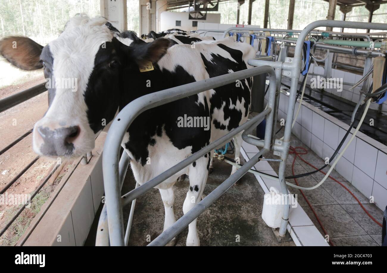 Mechanical milking hi-res stock photography and images - Alamy