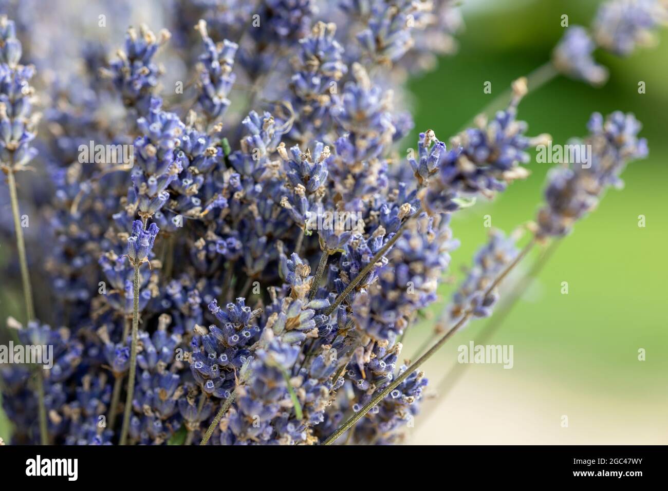 Lavender flower bouquet hi-res stock photography and images - Alamy
