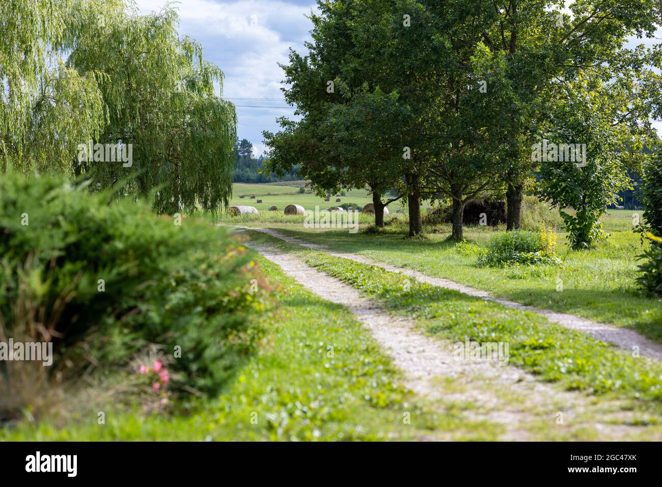 beautiful country road, landscape with road and trees Stock Photo - Alamy