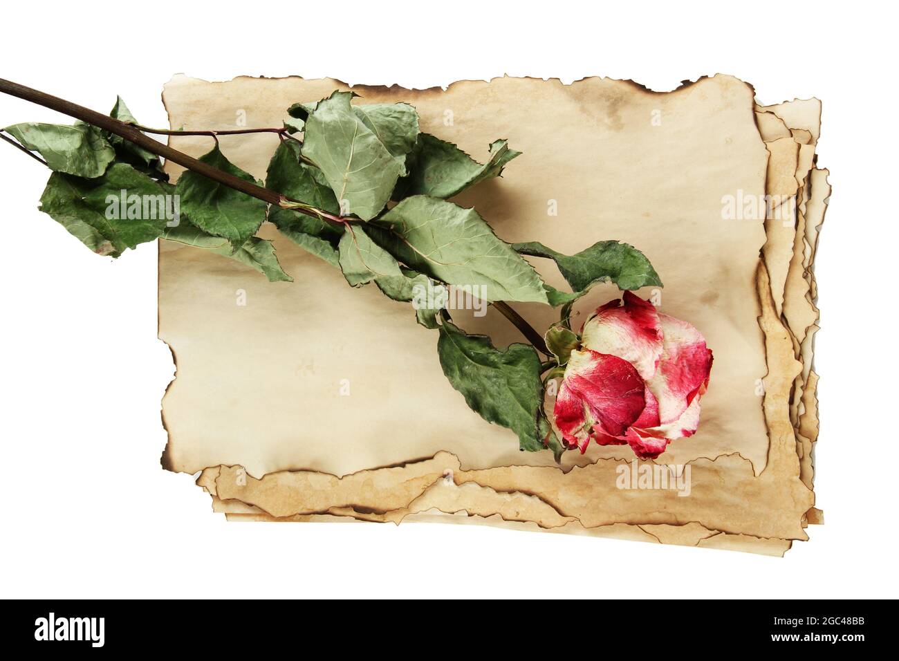 Old paper and rose isolated on white Stock Photo - Alamy
