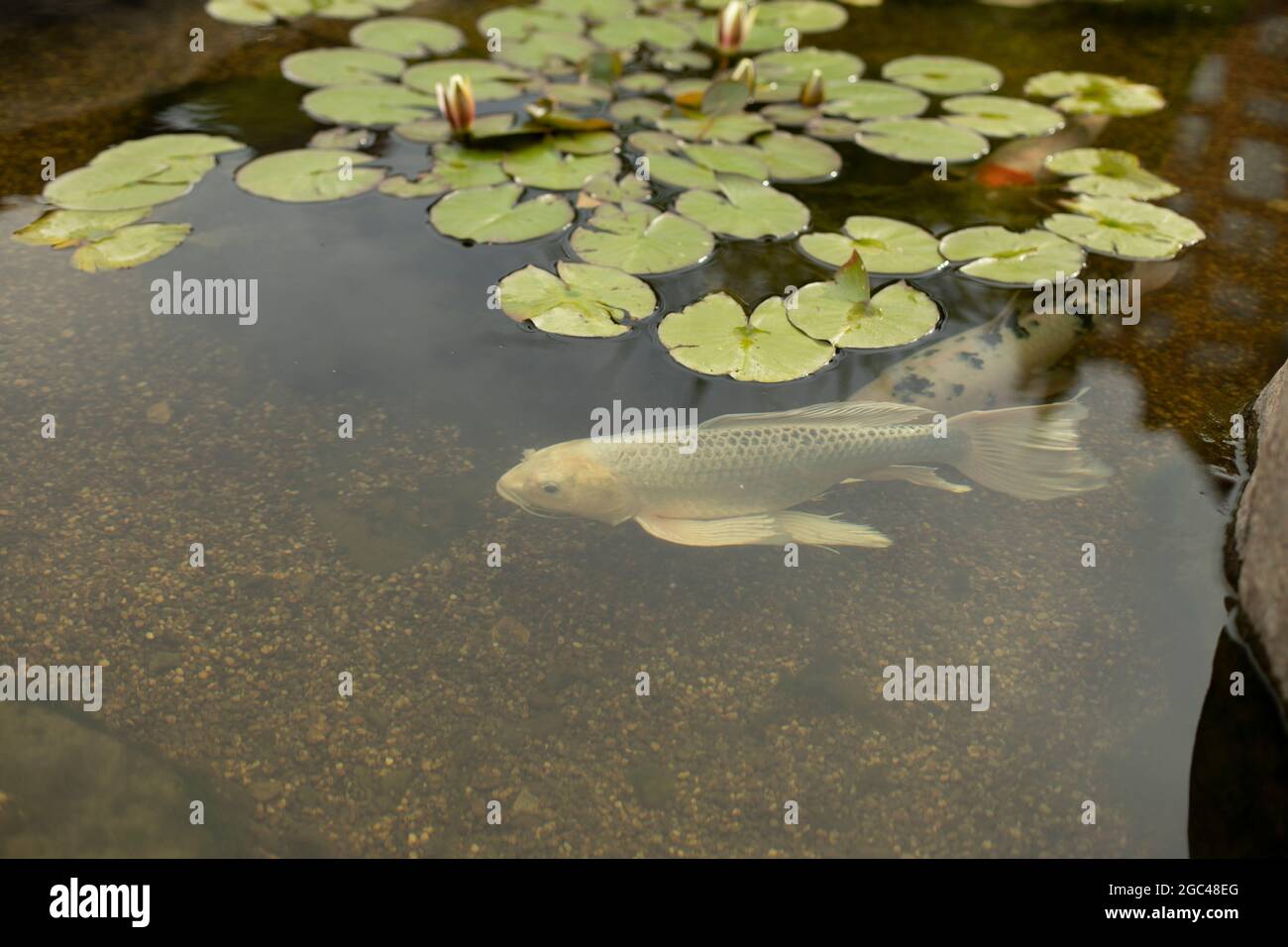 Big fish small pond hi-res stock photography and images - Alamy