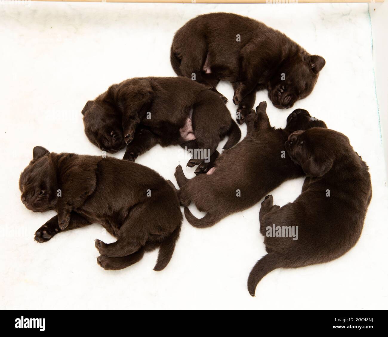 Litter of Chocolate Labrador Puppies Stock Photo - Alamy