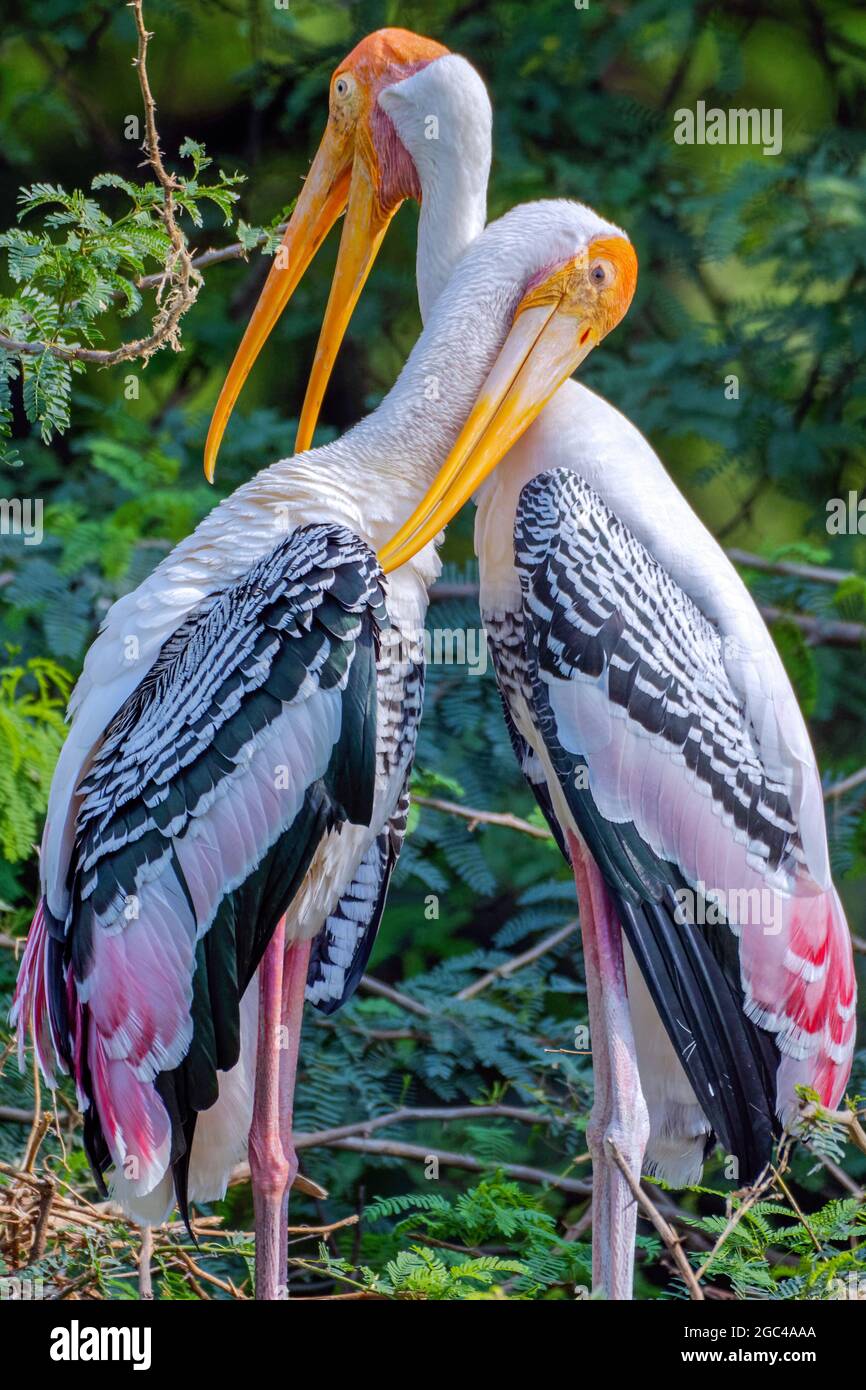 Wild Animals Hugging High Resolution Stock Photography and Images - Alamy