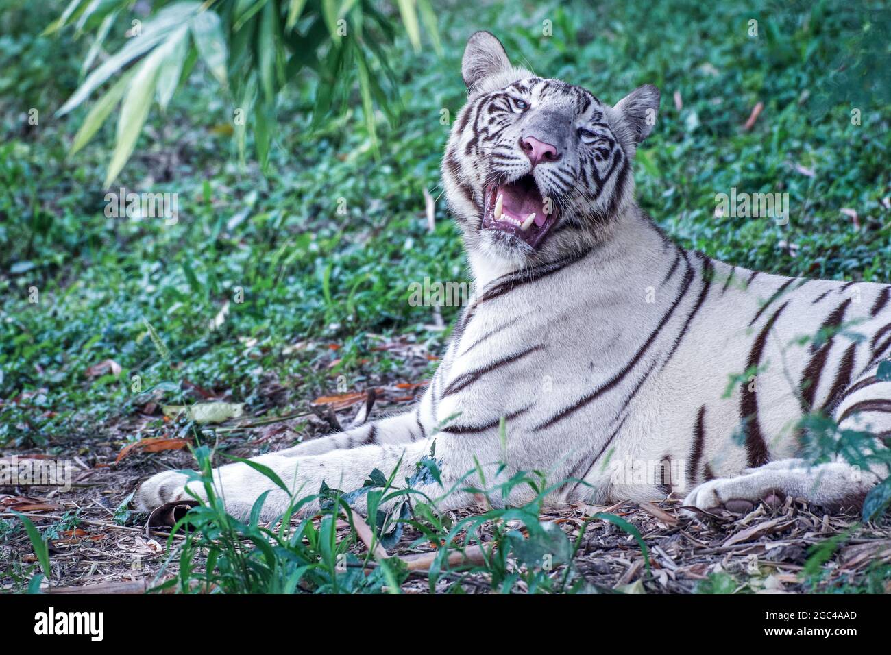 Closeup of a white Bengal tiger yawning in a zoo in the daylight with a ...