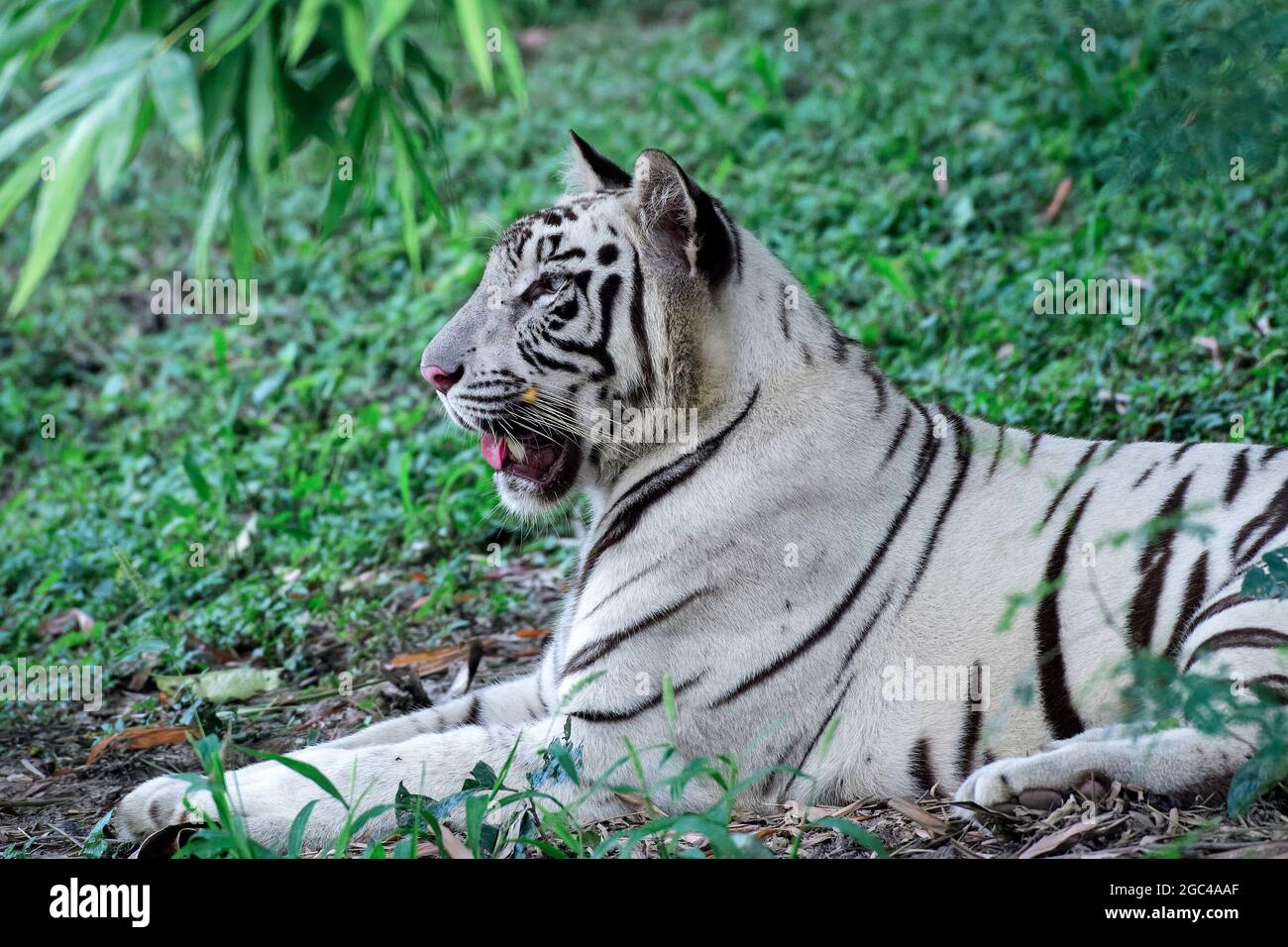 Closeup of a white Bengal tiger lying on the ground in a zoo with a ...
