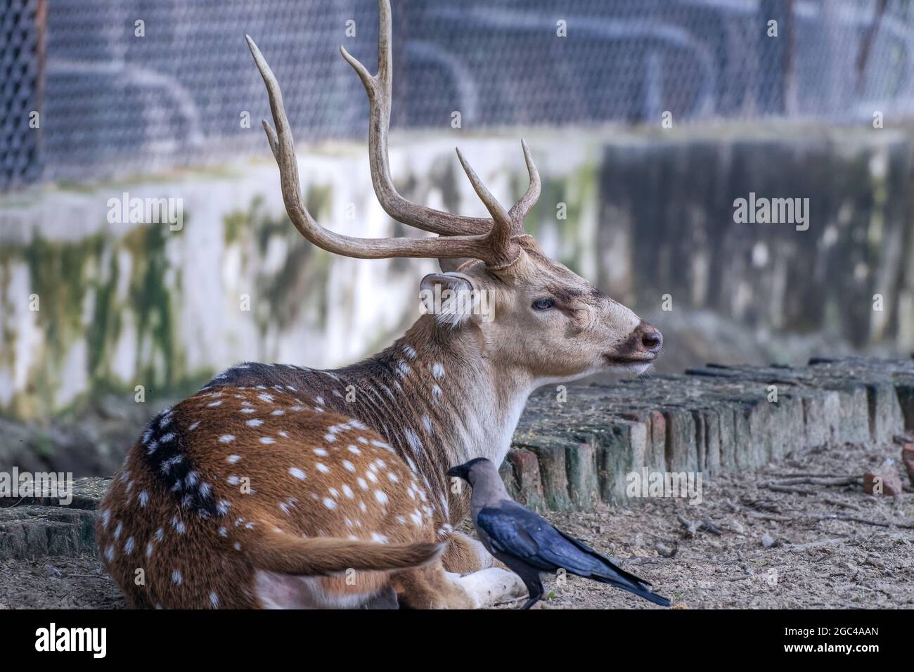 Closeup of a bird near a chital lying on the ground in a zoo with a ...