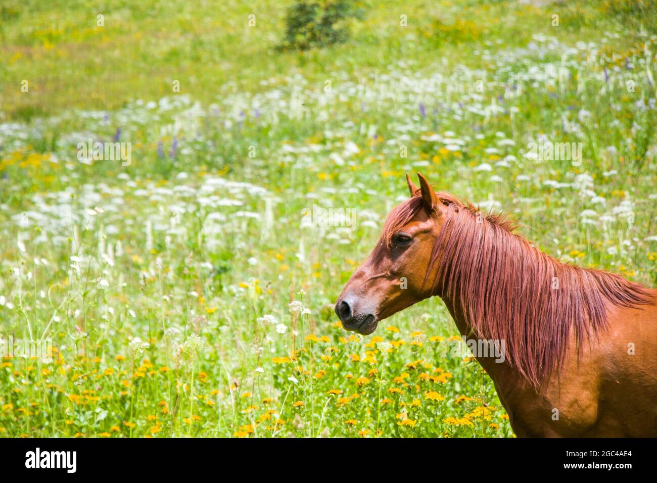 Portrait of red horse in the valley Stock Photo - Alamy