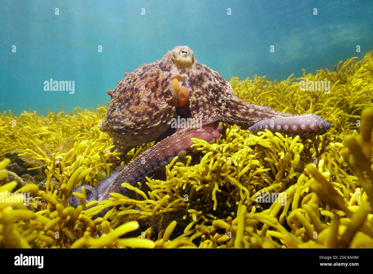 Octopus underwater in the ocean with algae, Bifurcaria bifurcata ...