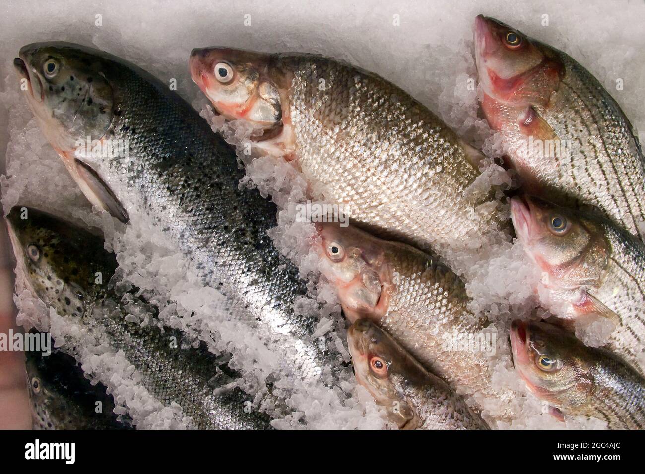 Fresh caught fish on ice in a seafood market Stock Photo - Alamy
