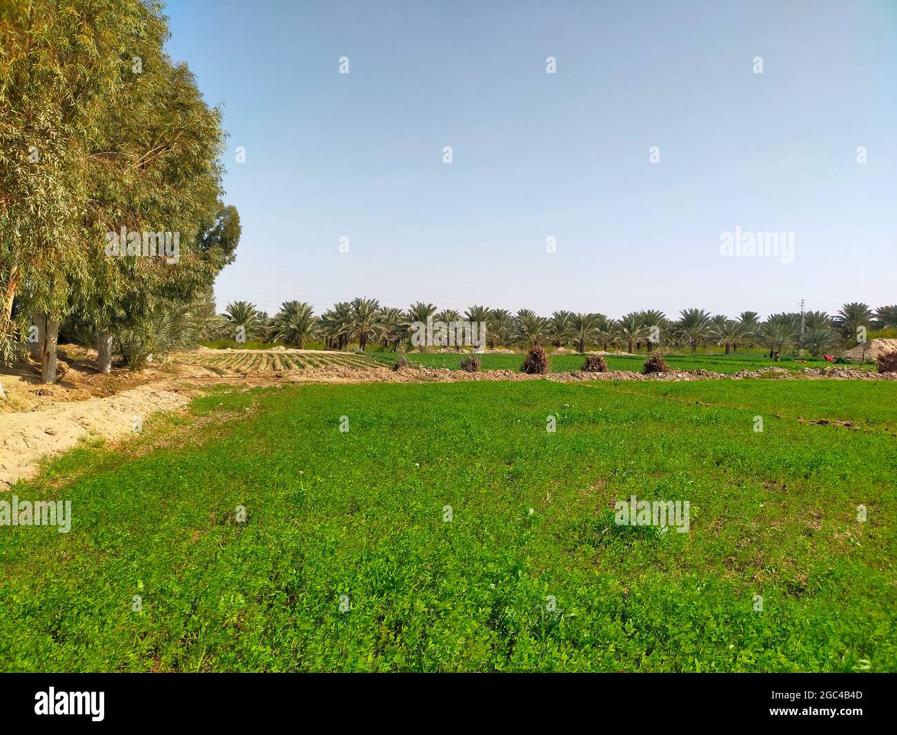 Green empty clean field covered by grass Stock Photo - Alamy